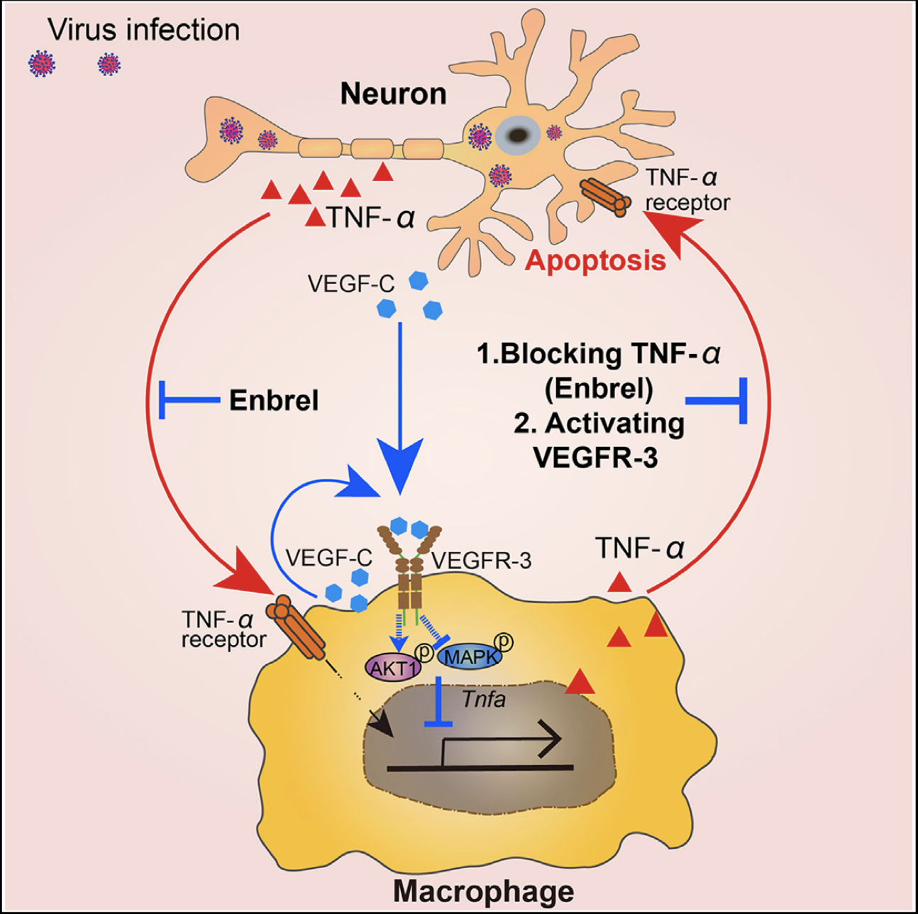 Cell子刊报道生命学院魏滨实验室中枢神经系统感染方面的最新研究成果-上海大学