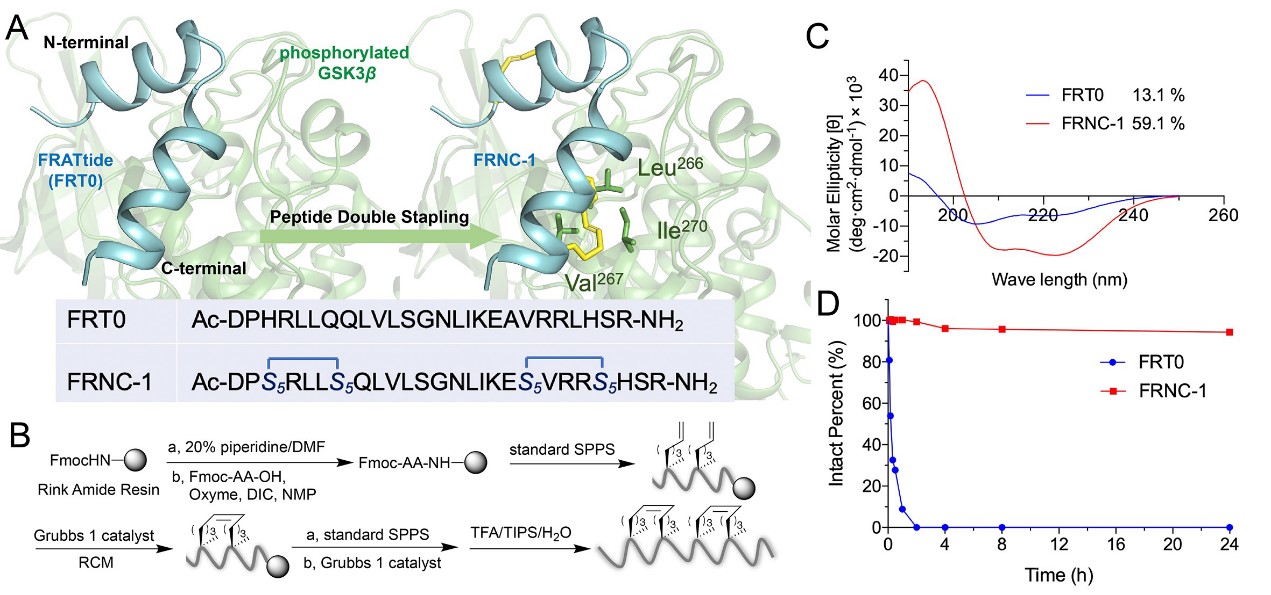 医学院青年教师丛薇博士在Acta Pharmaceutica Sinica B发表研究论文-上海大学